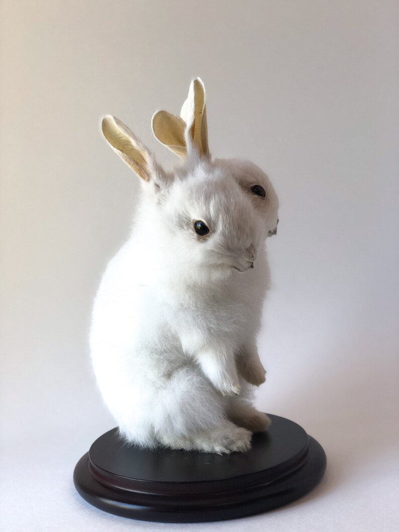 Taxidermy rabbit two headed rabbit oddity curiosity | Etsy