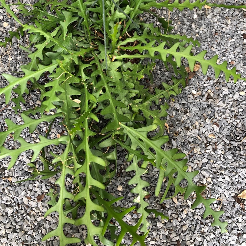 Ric Rac Cactus - Etsy