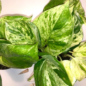 Manjula Pothos 4” - Etsy