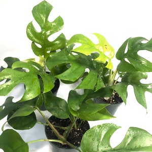 Monstera “mini” Rhaphidophora Tetrasperma - Etsy
