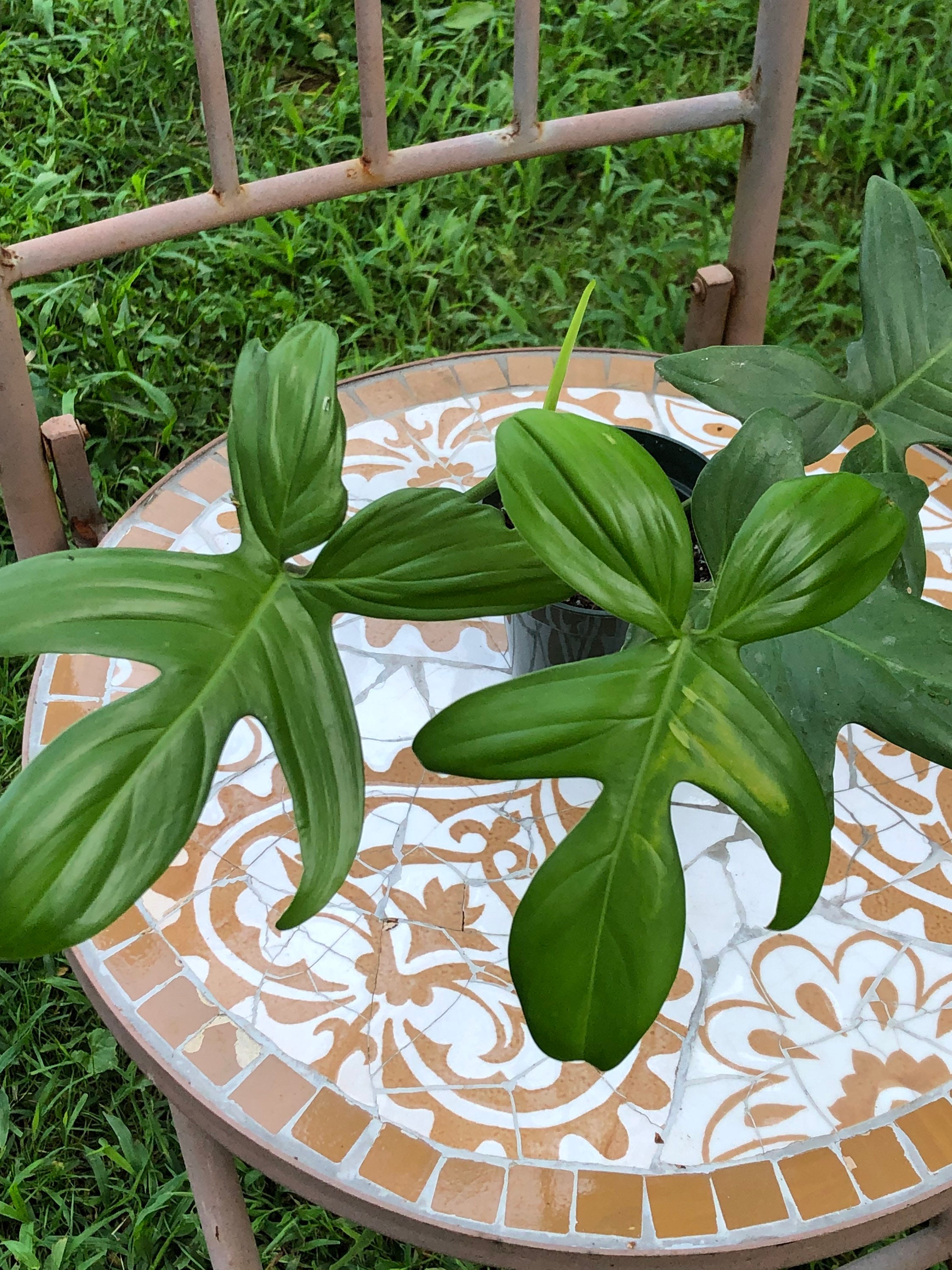 Philodendron Pedatum laciniatum | Etsy