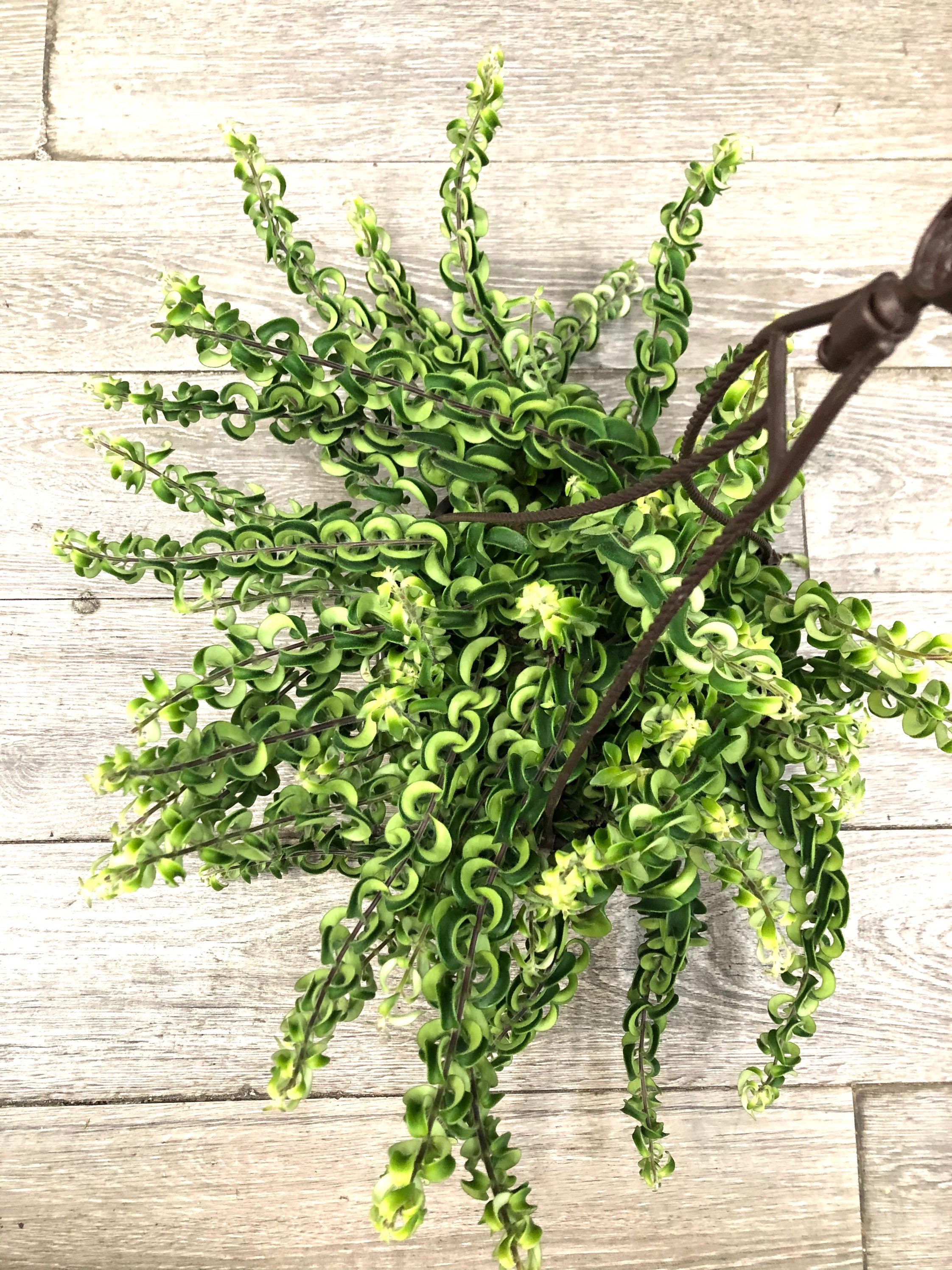 Rasta Twisted Lipstick Plant Cuttings - Etsy