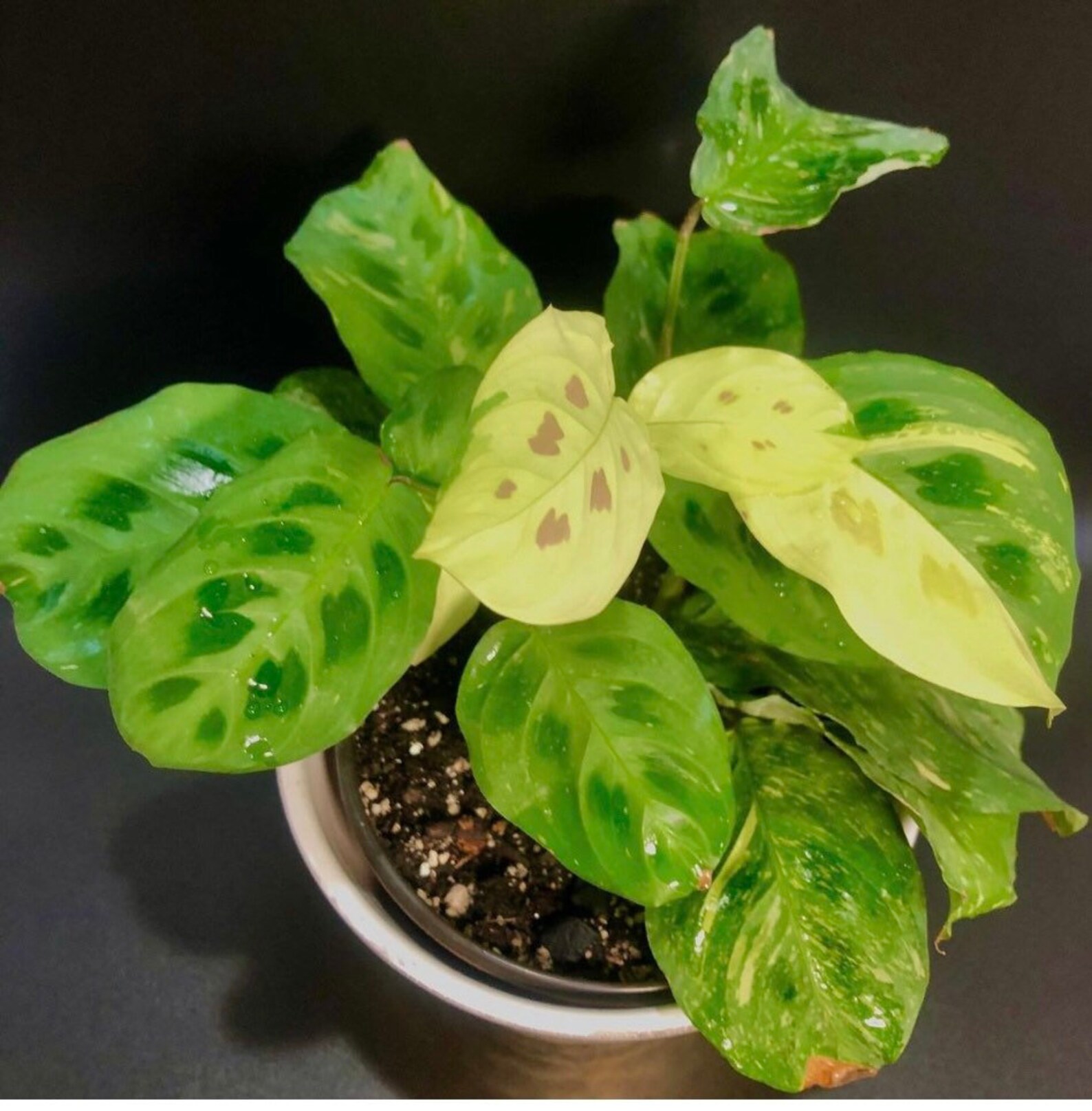 Calathea Maranta Leuconeura Variegated 4 | Etsy