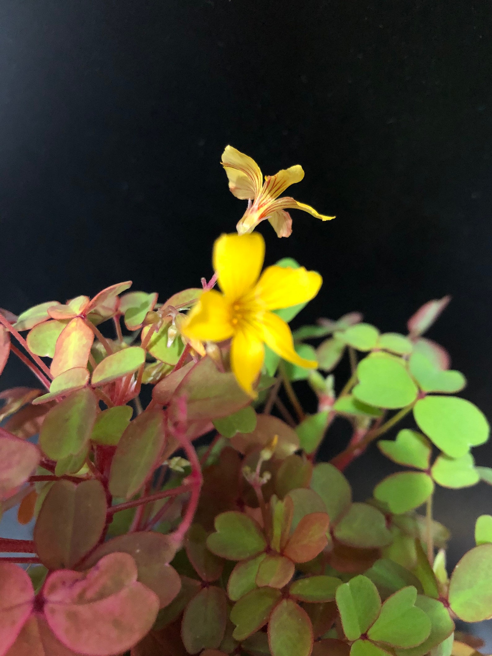 Oxalis 4” Pot “ Golden Oxalis “ - Etsy