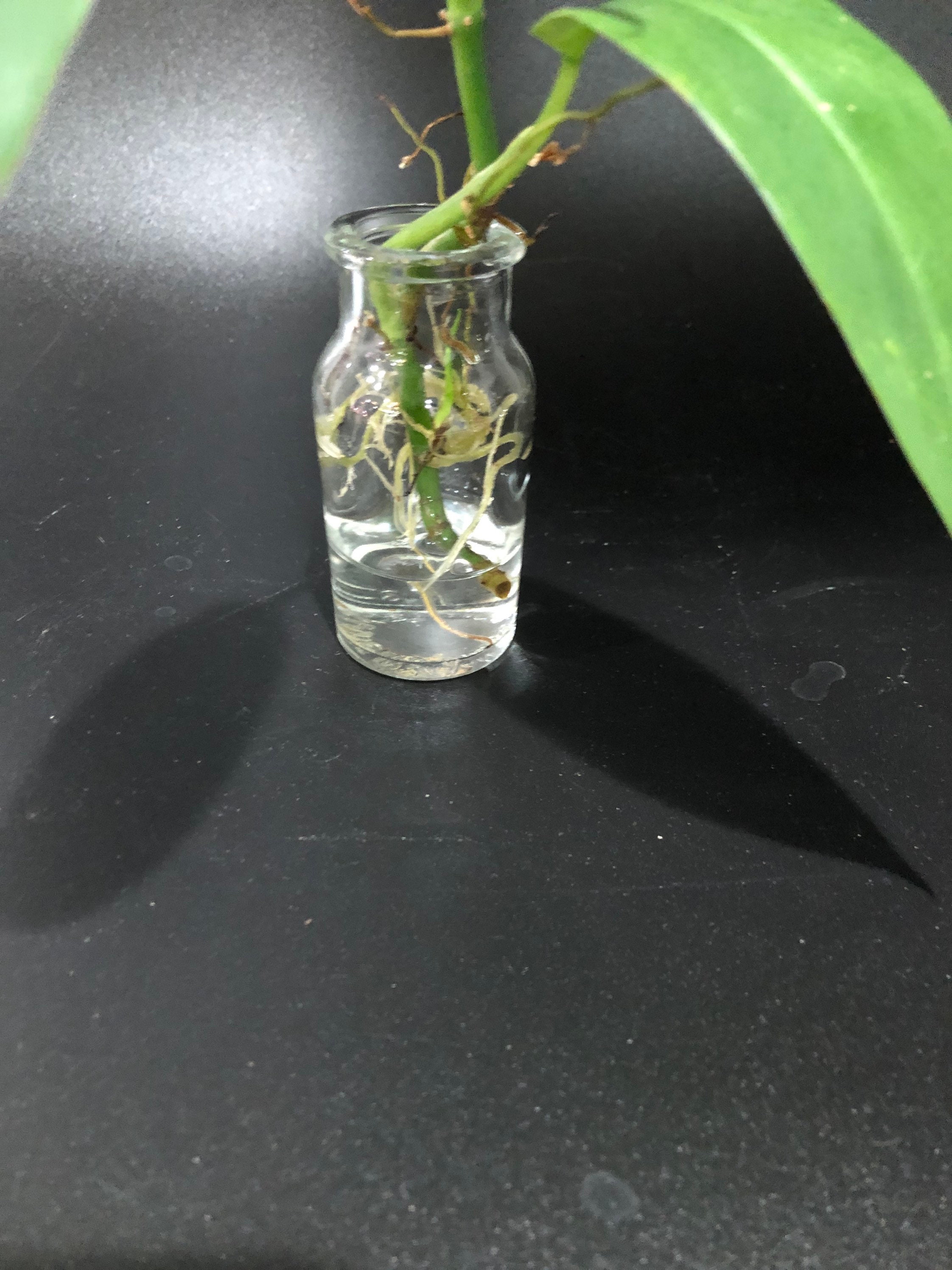 Propagation Jars - Etsy