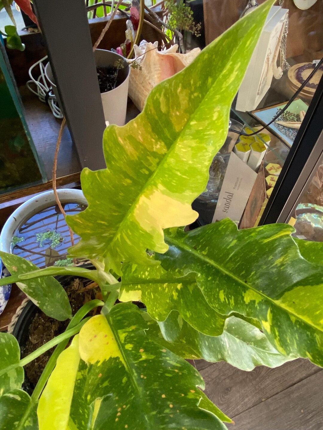 Philodendron Ring of Fire Variegated 6” - Etsy