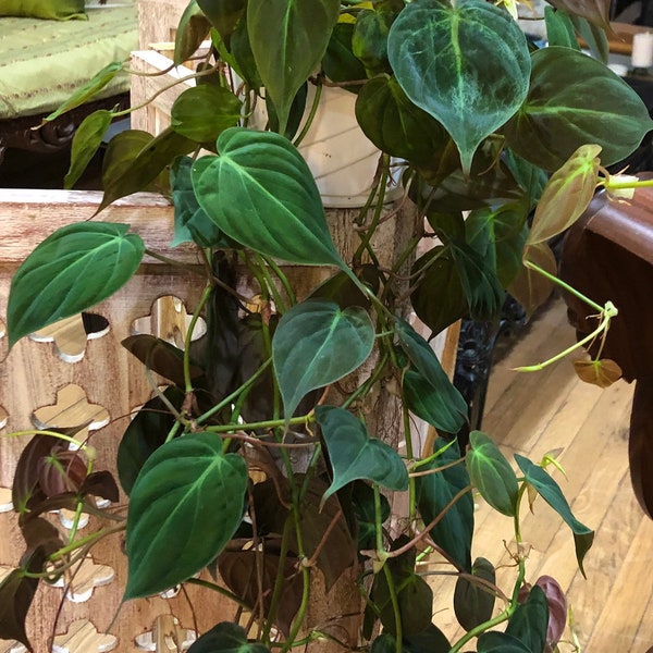 Philodendron Micans Albo - Etsy