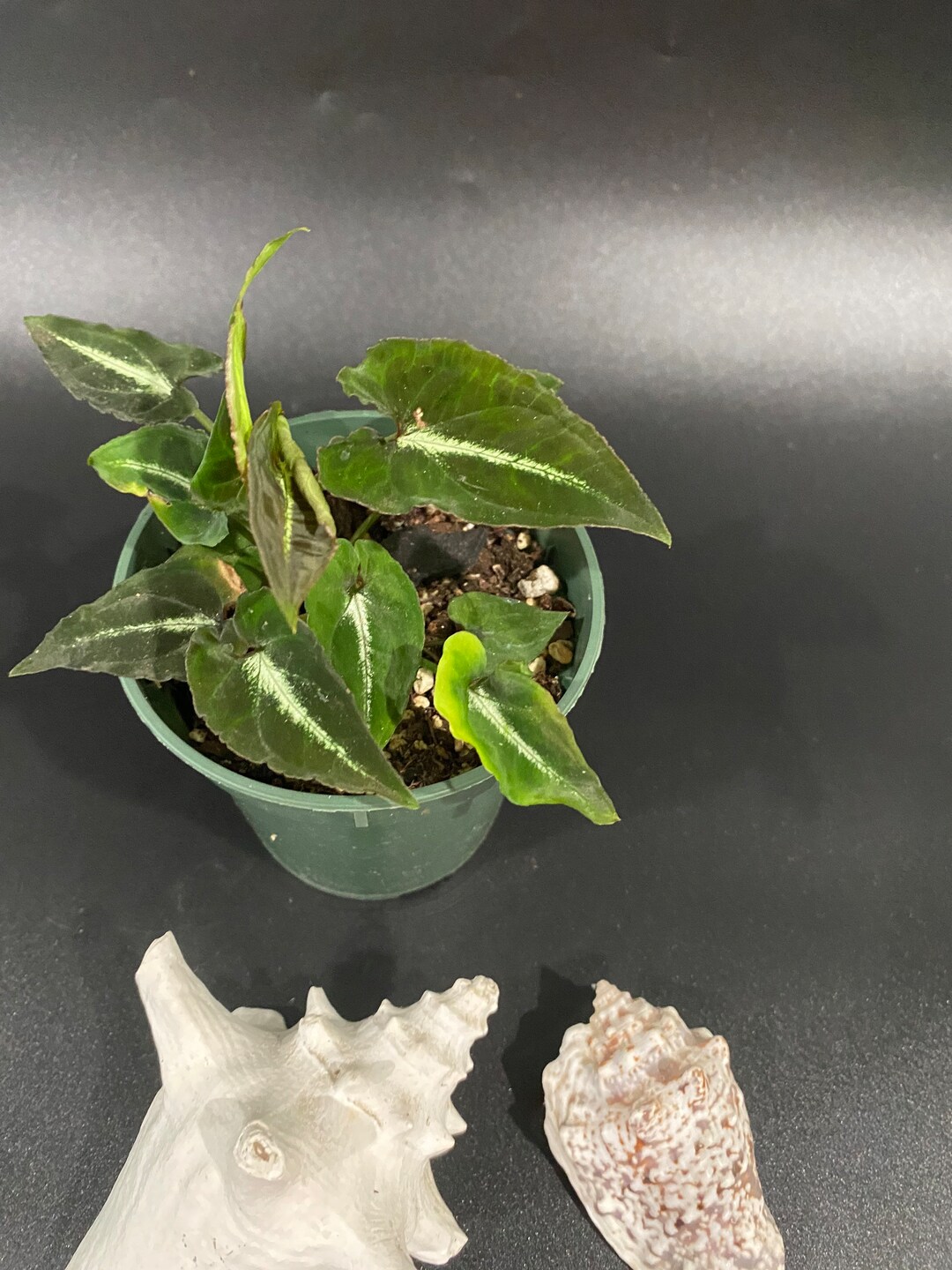 Syngonium Rayii 4” - Etsy