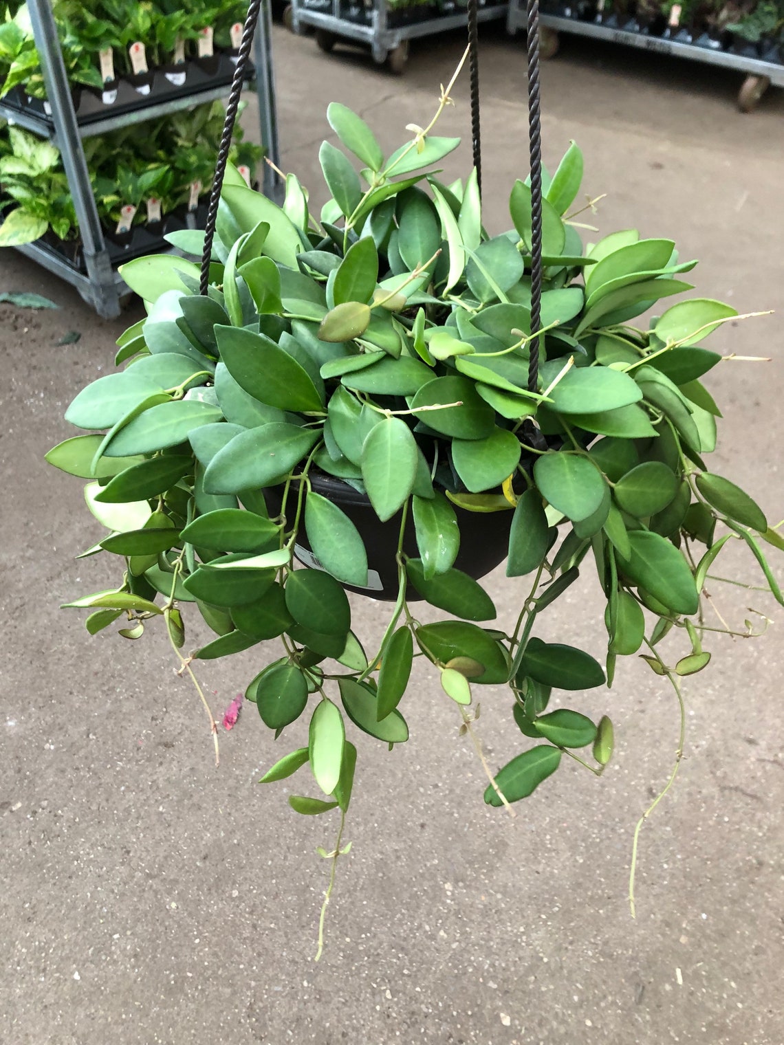 Hoya Bilobata 8 Beautiful Basket. | Etsy