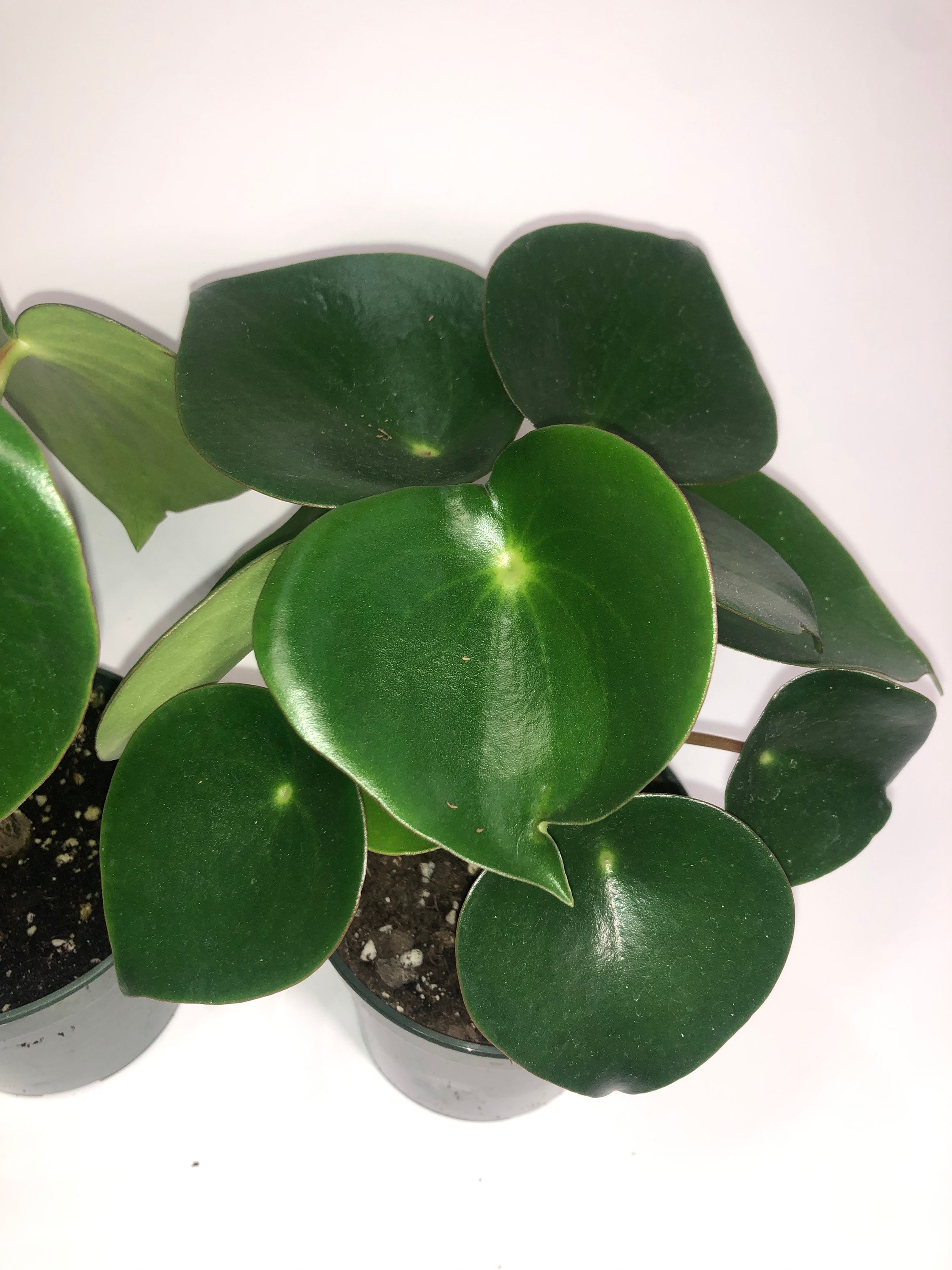 Peperomia Raindrop | Etsy