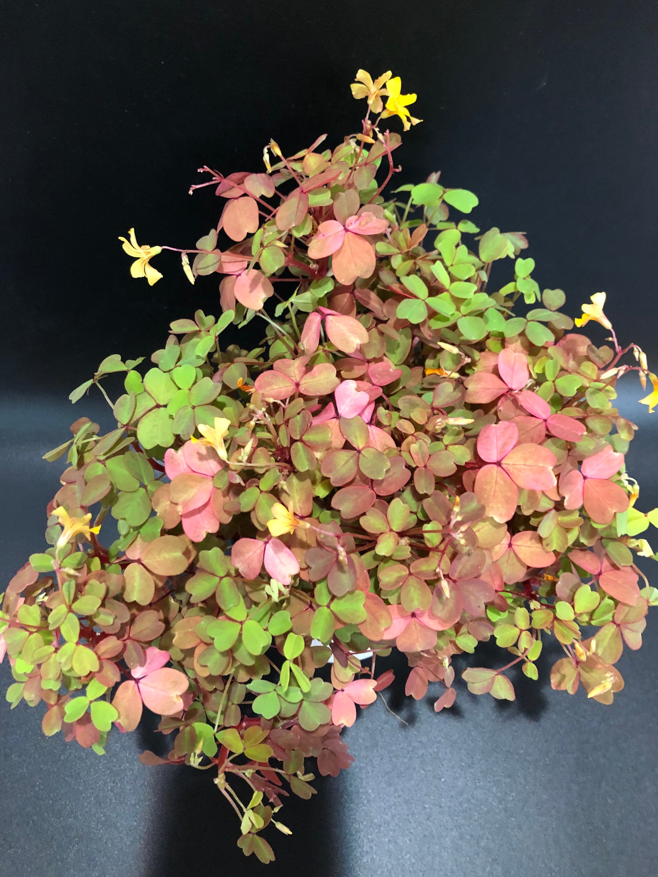 Oxalis 4” Pot “ Golden Oxalis “ - Etsy