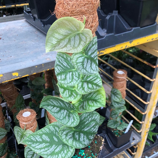 Rare House Plants - Etsy