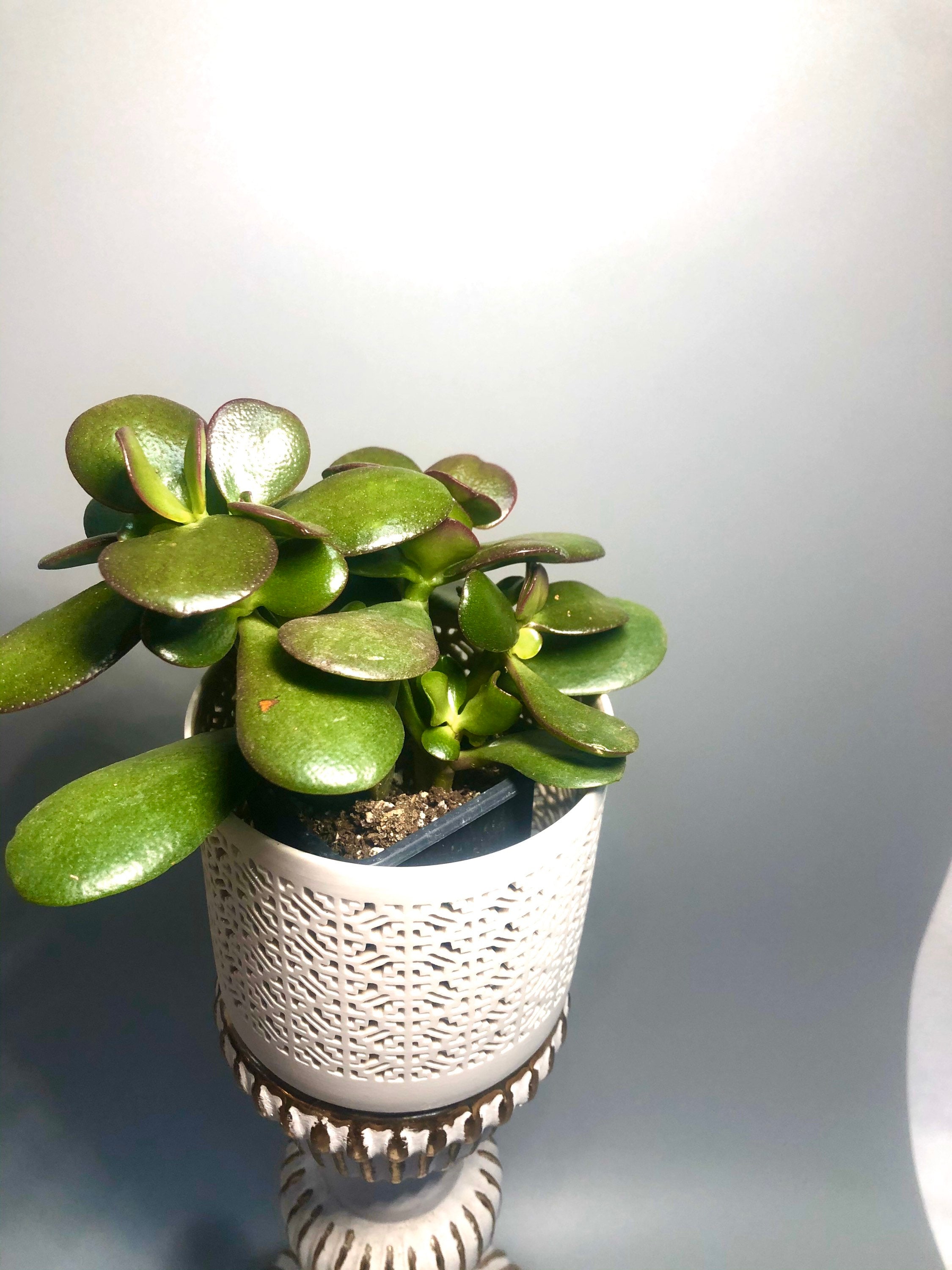 Jade plant 3 pot | Etsy