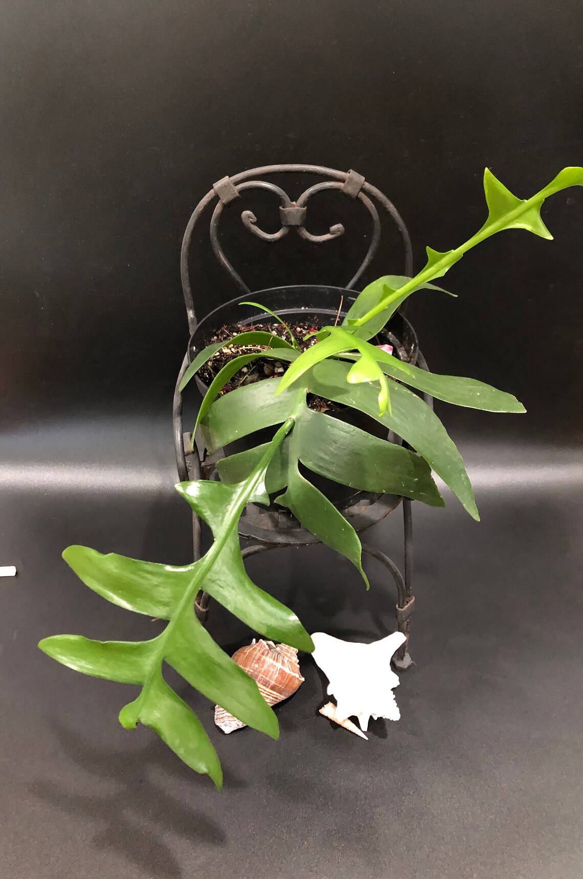 Fern Leaf Orchid Cactus selenicereus Chrysocardium 6 - Etsy