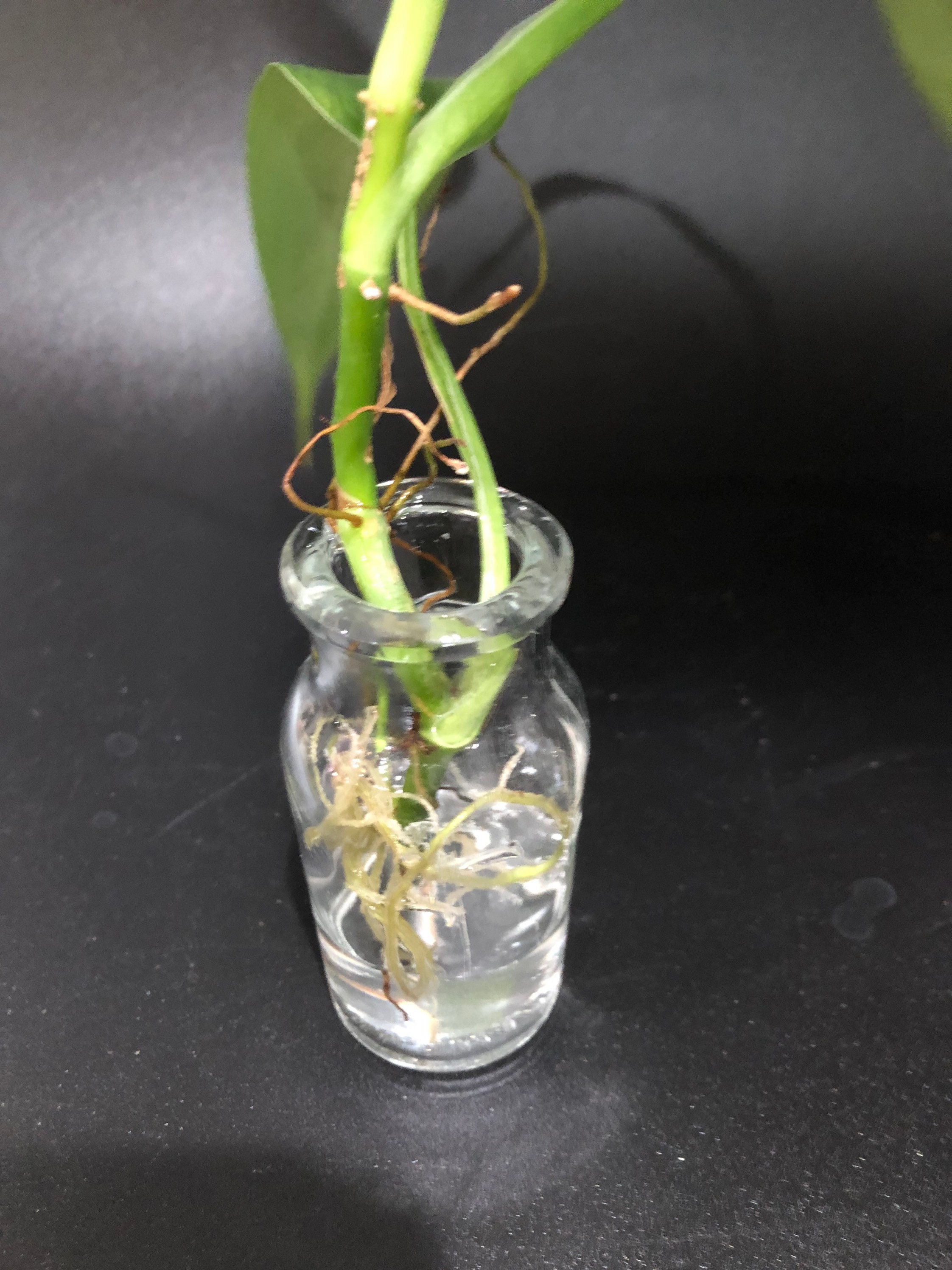 Propagation Jars - Etsy