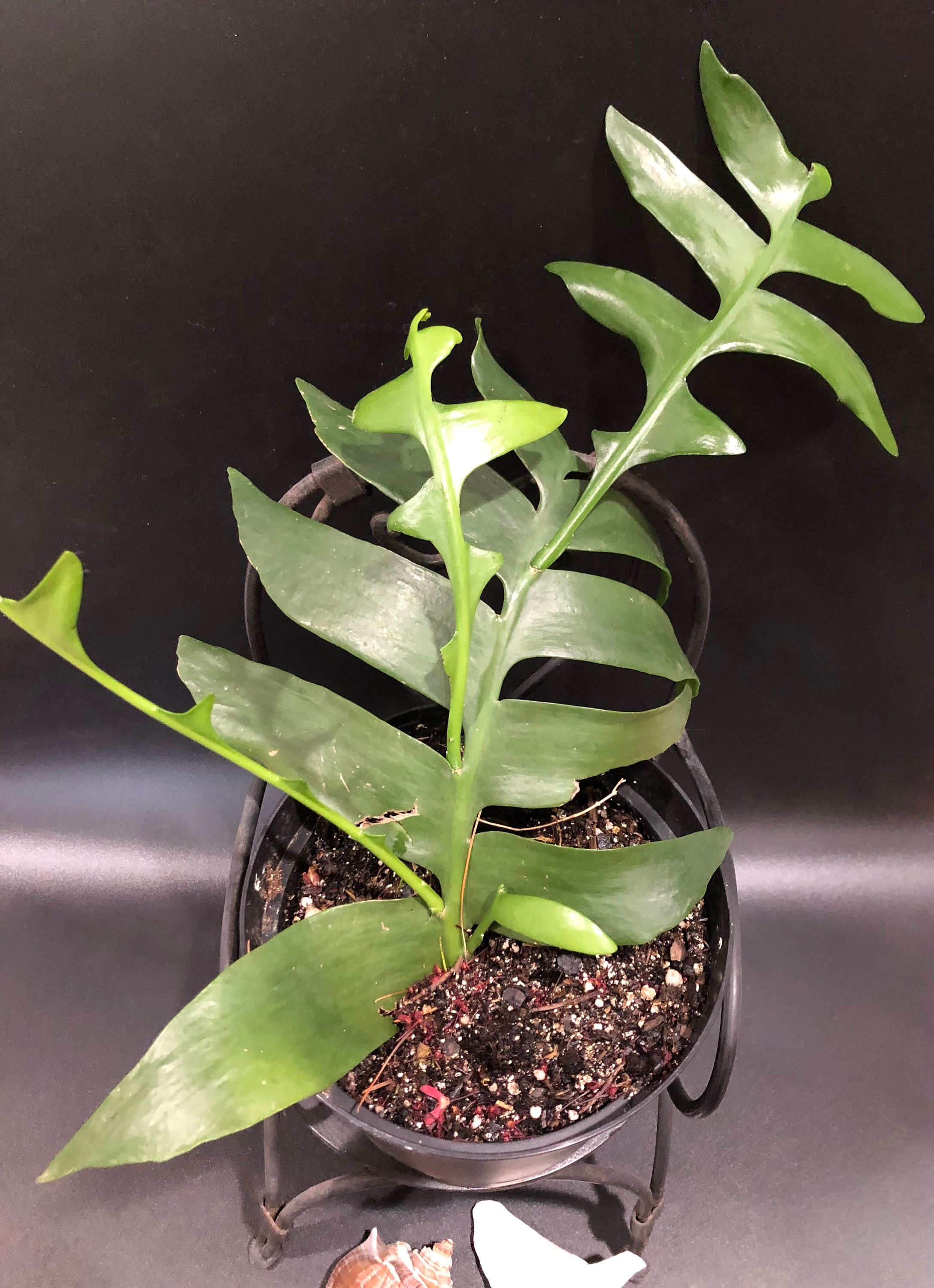 Fern Leaf Orchid Cactus selenicereus Chrysocardium 6 - Etsy