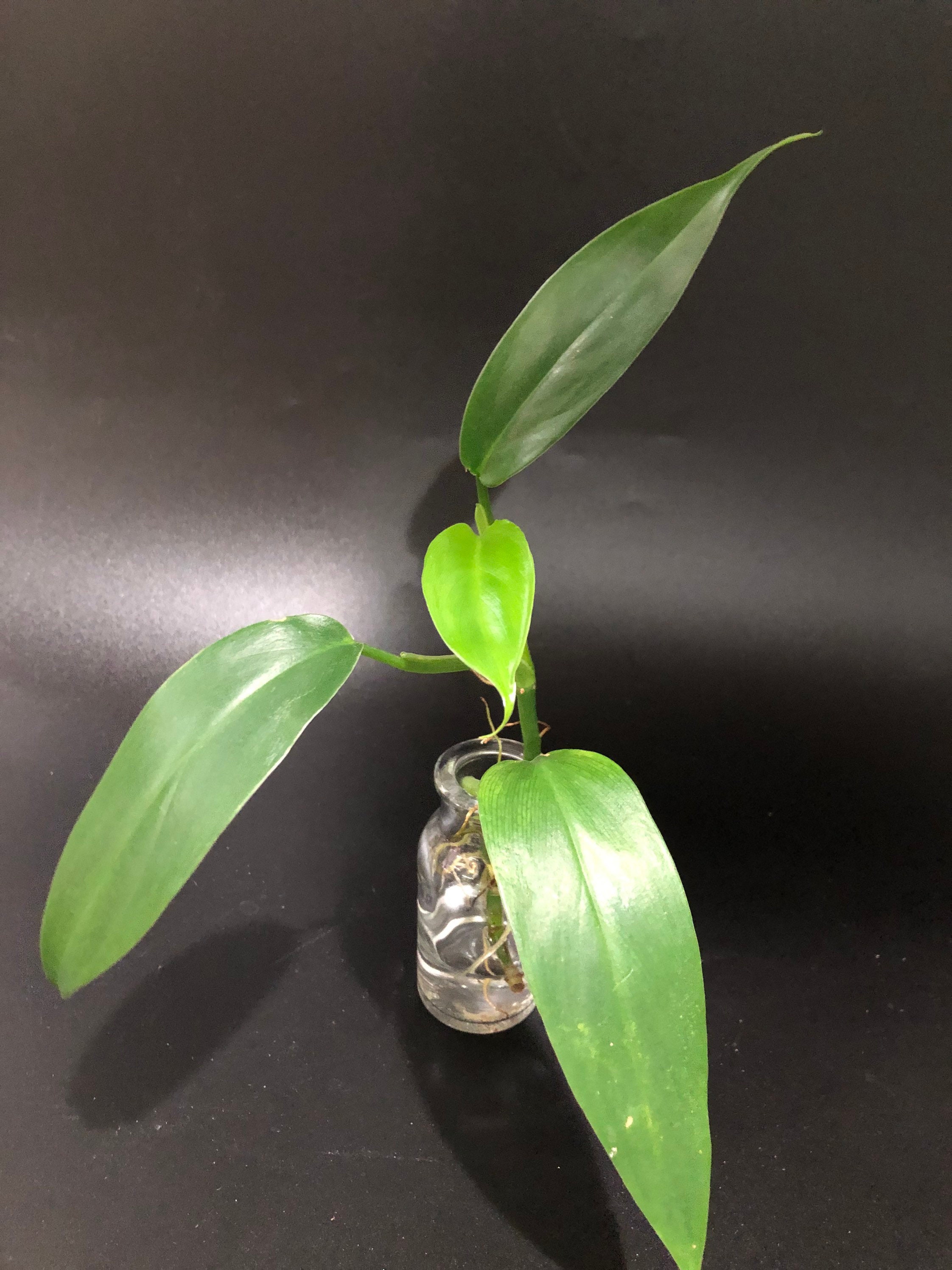 Propagation Jars - Etsy