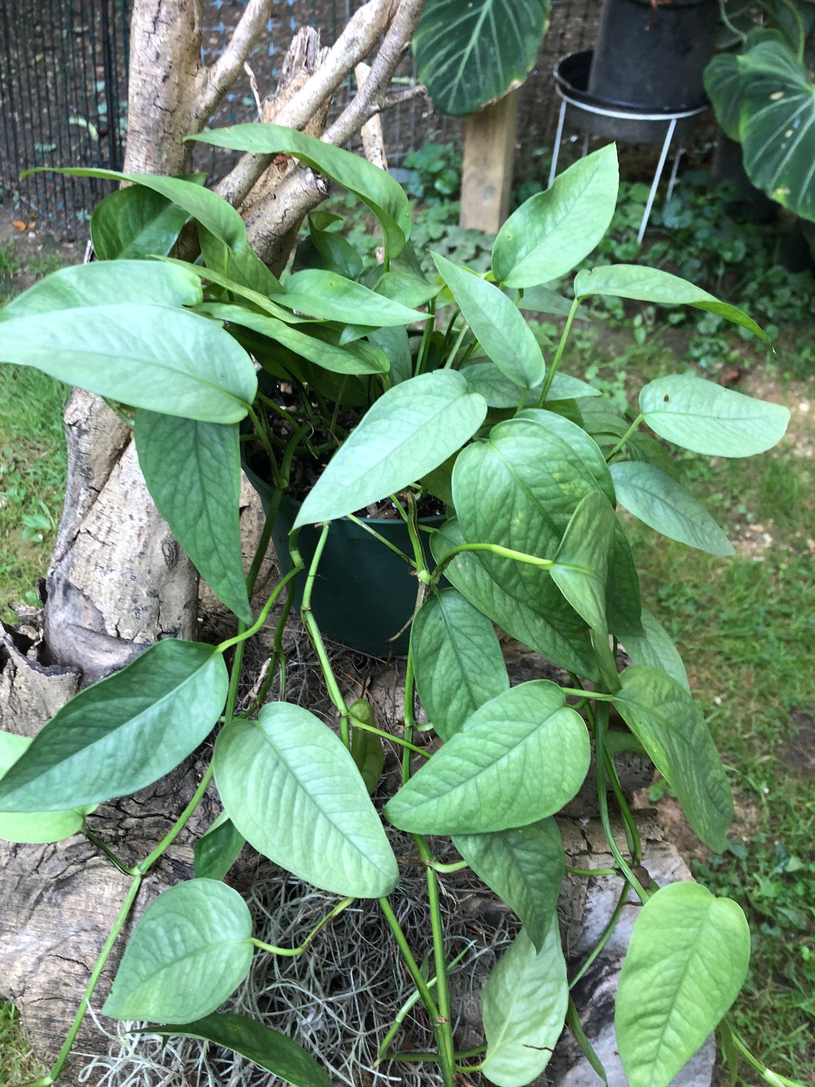 Philodendron cebu blue 6 pot | Etsy