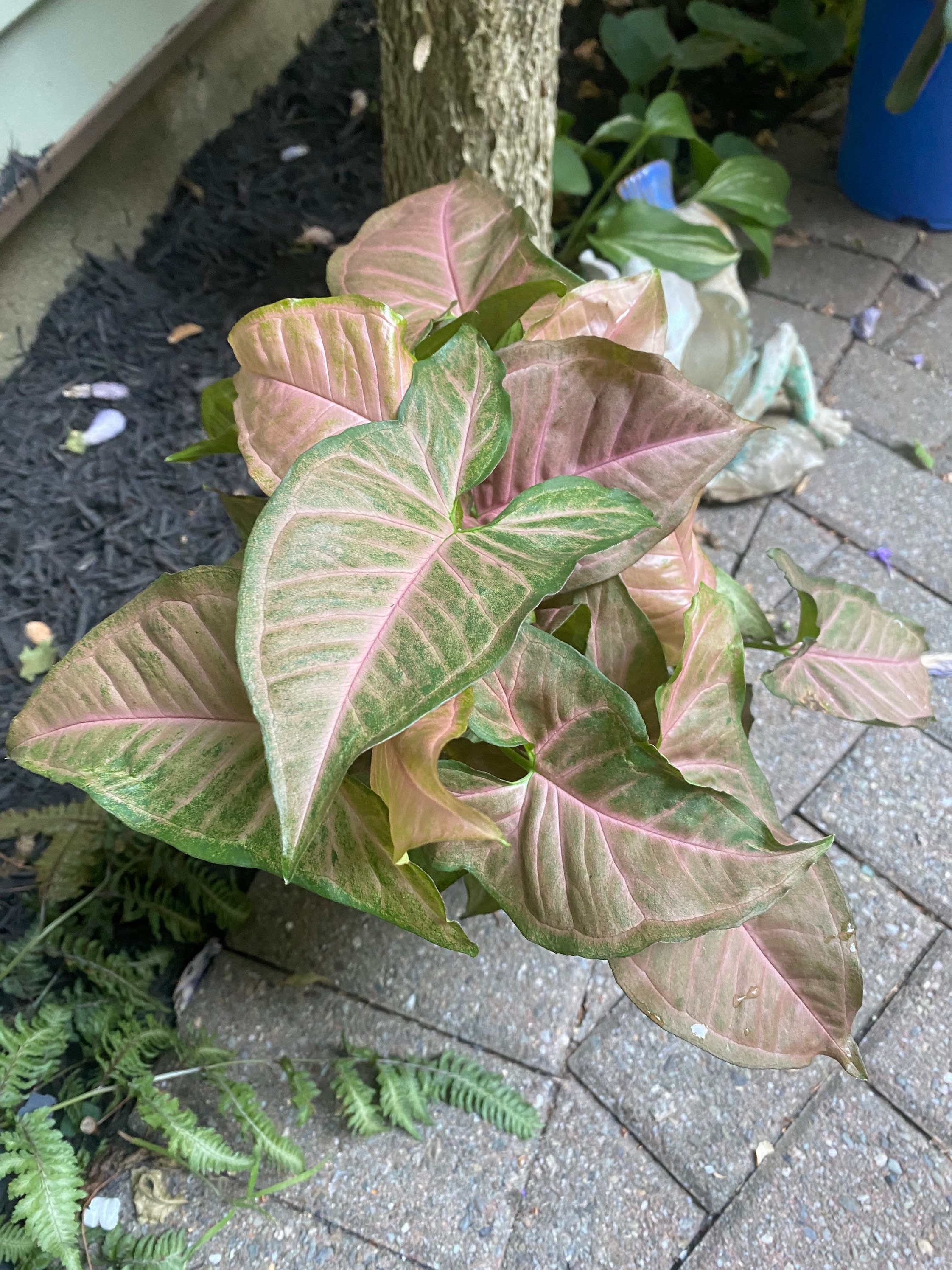 Syngonium Podophyllum Variegated Pink Flecked 6 - Etsy