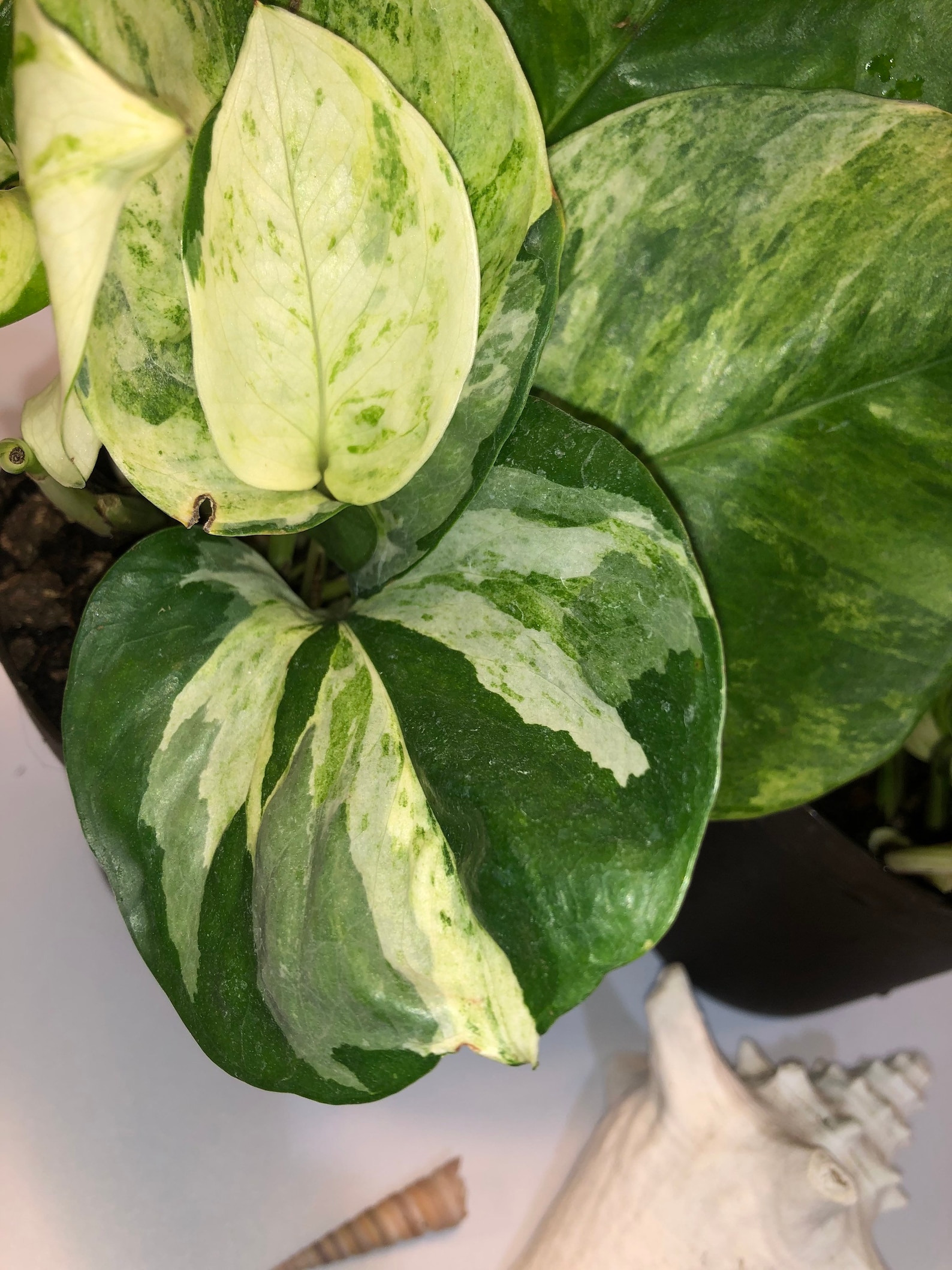 Manjula Pothos 4” - Etsy