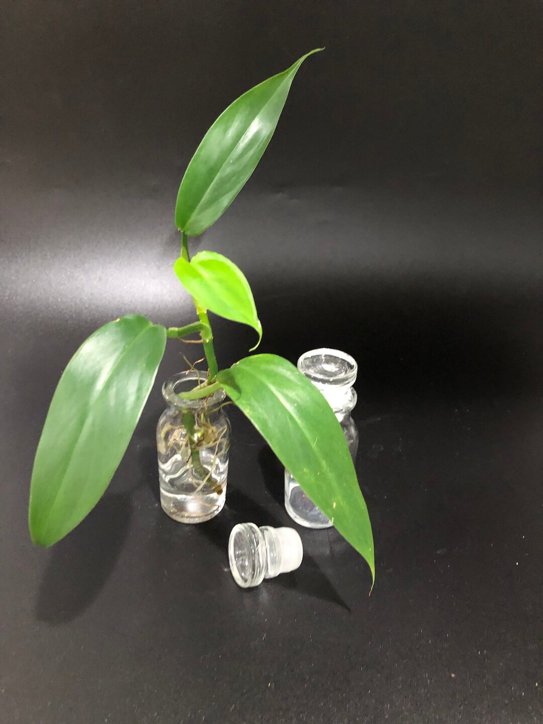 Propagation Jars - Etsy