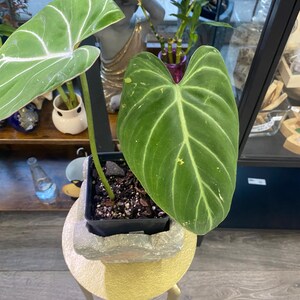 Philodendron Gloriosum 4” Live Exotic Tropical Plant - Etsy
