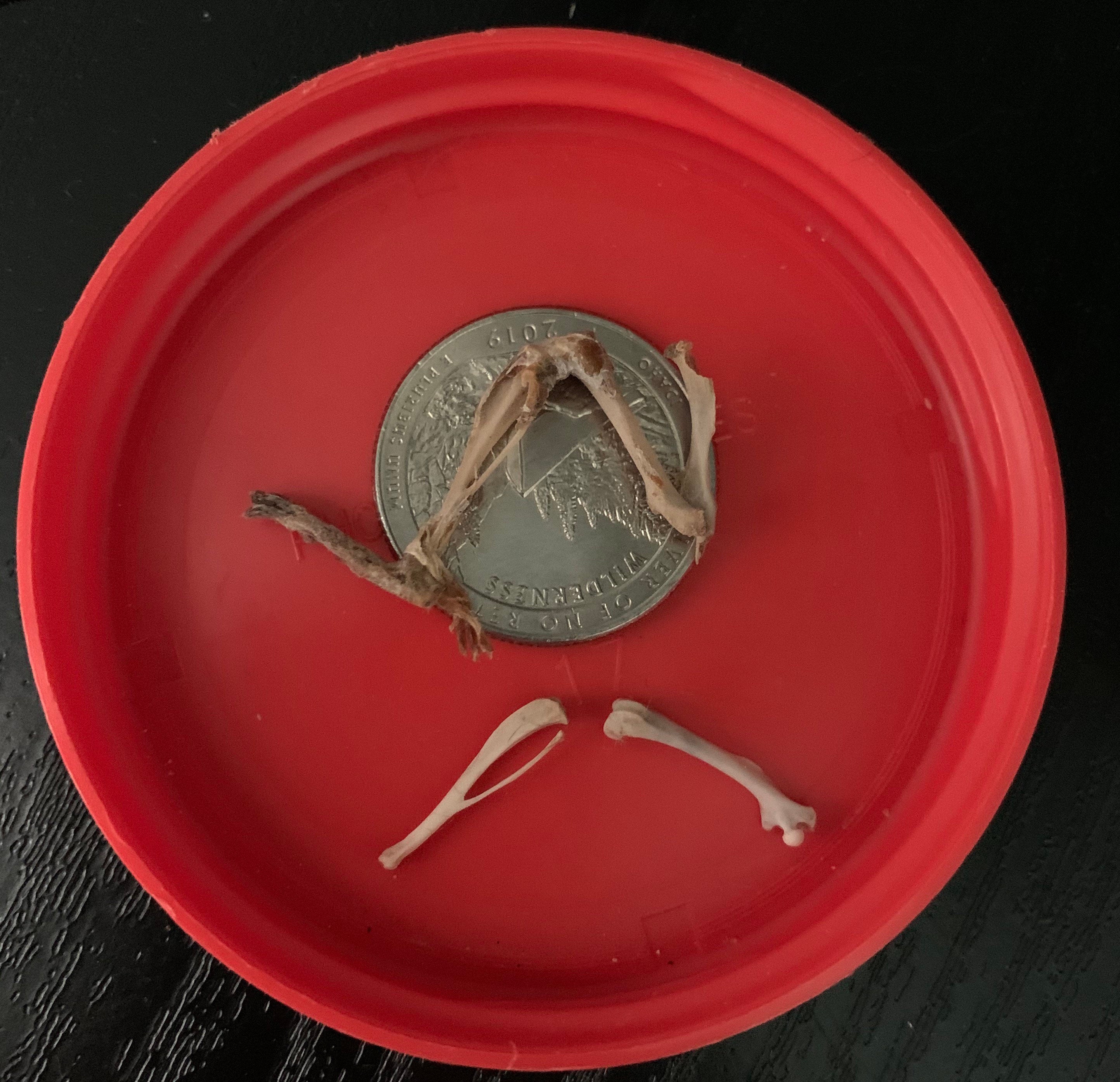 Skeletal Mouse Leg Matching Leg Bones: Real Cruelty Free Animal Bones ...