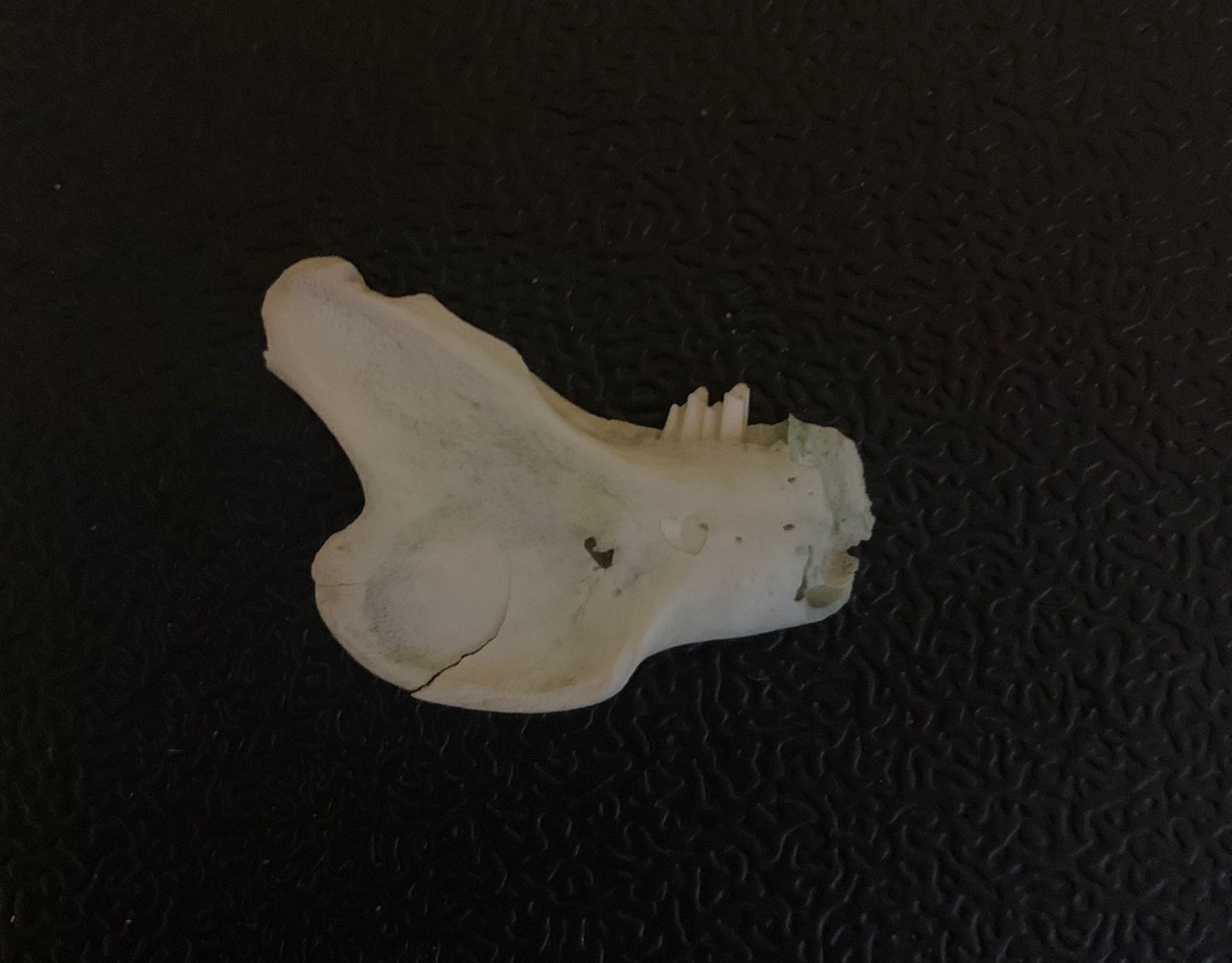 Rabbit Jaw Piece: Small Bunny Jaw Bone With Two Teeth - Etsy