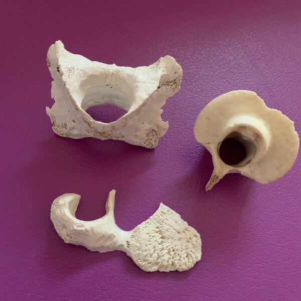 Deer Vertebrae - Etsy