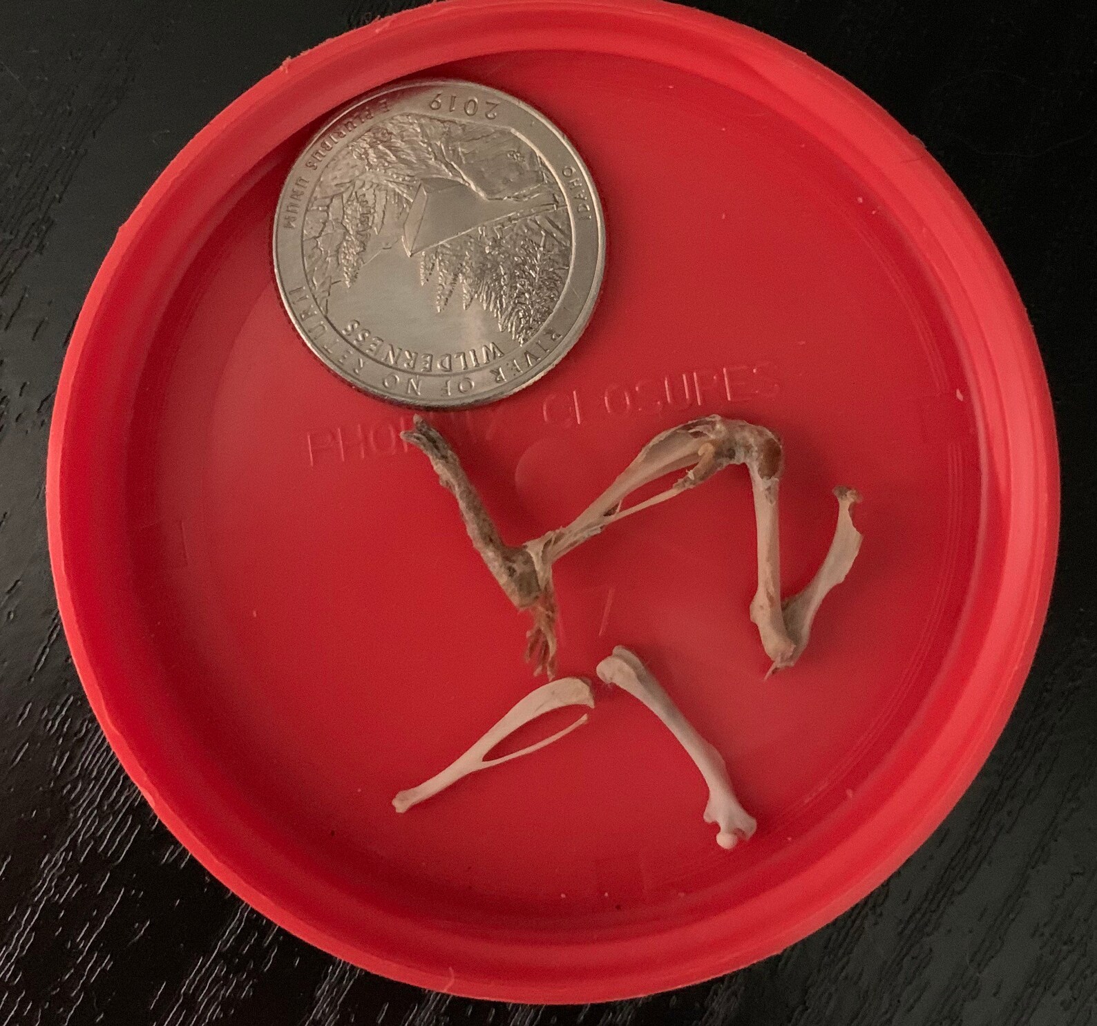 Skeletal Mouse Leg Matching Leg Bones: Real Cruelty Free - Etsy