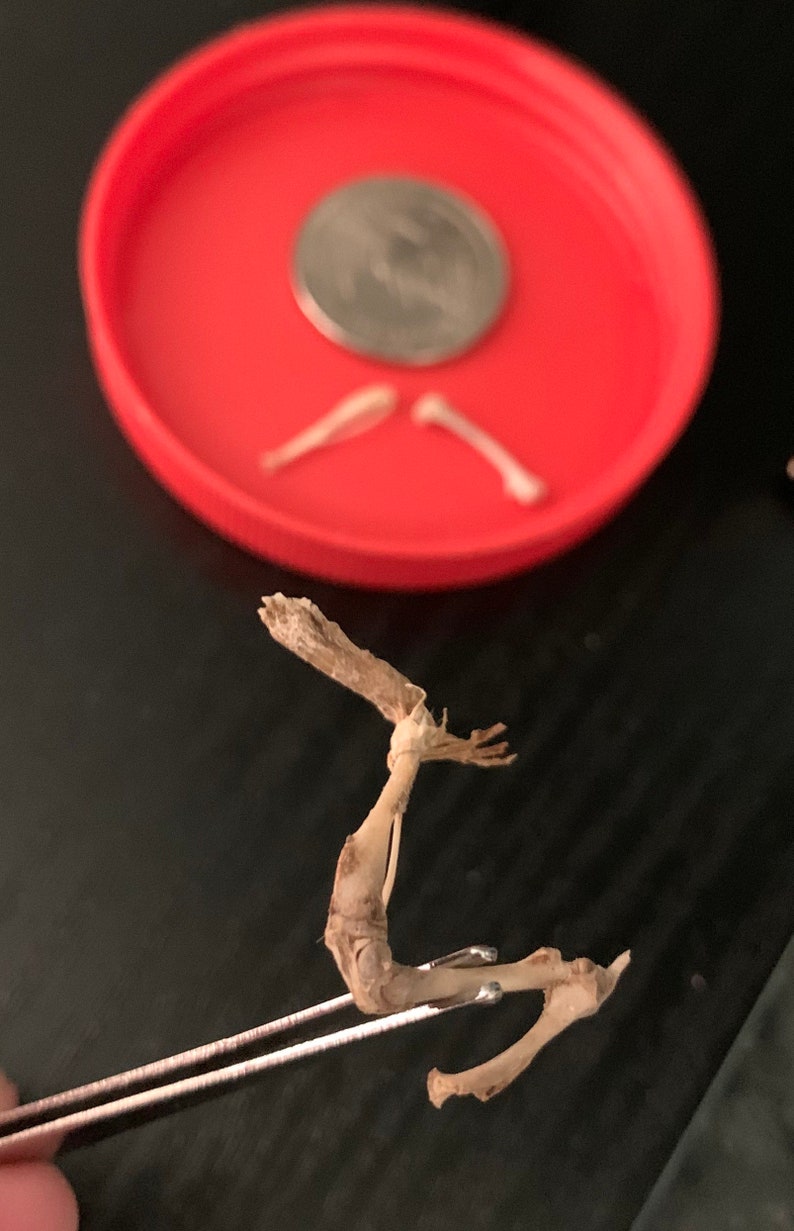 Skeletal Mouse Leg Matching Leg Bones: Real Cruelty Free | Etsy