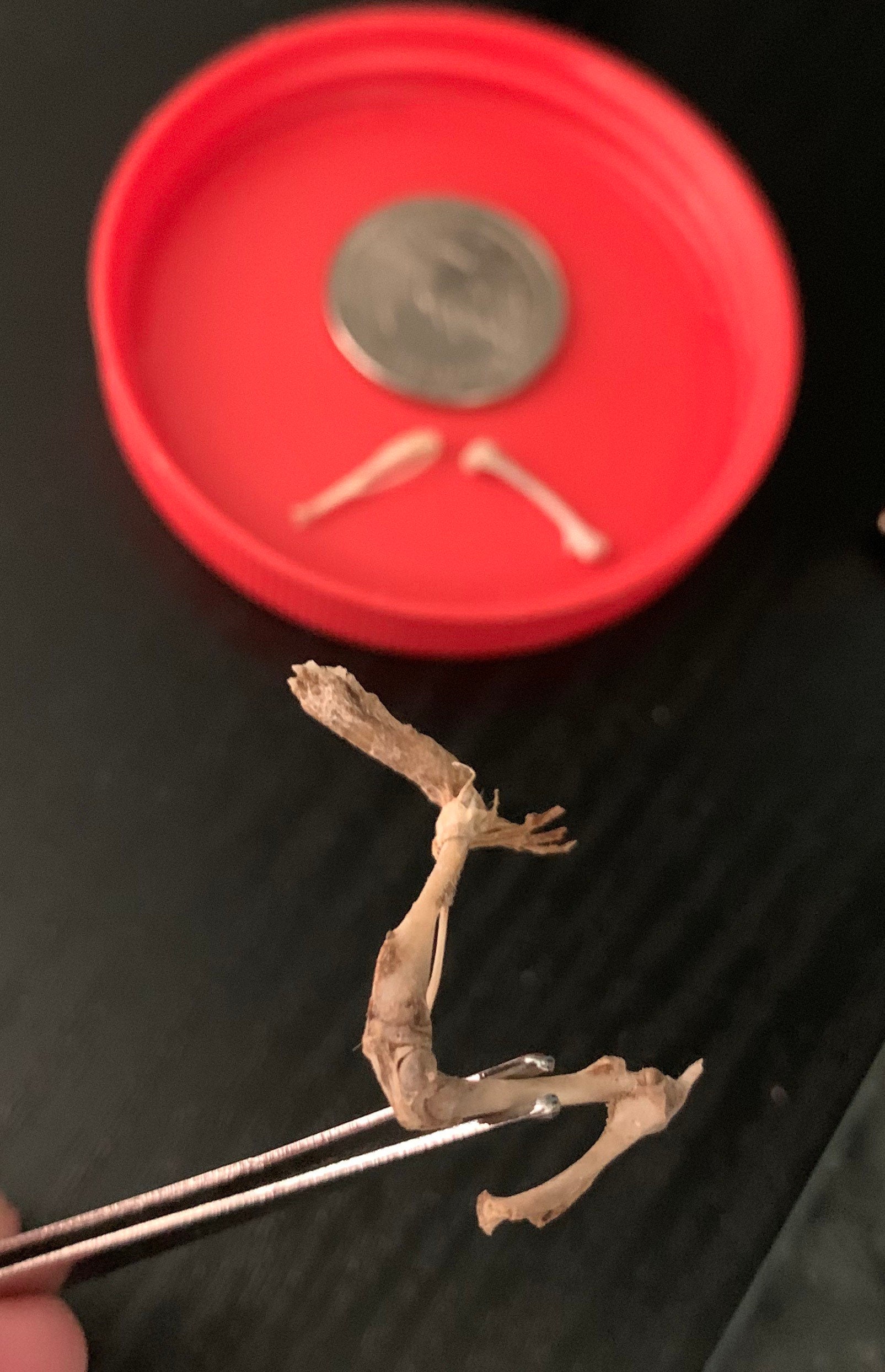 Skeletal Mouse Leg Matching Leg Bones: Real Cruelty Free Animal Bones ...