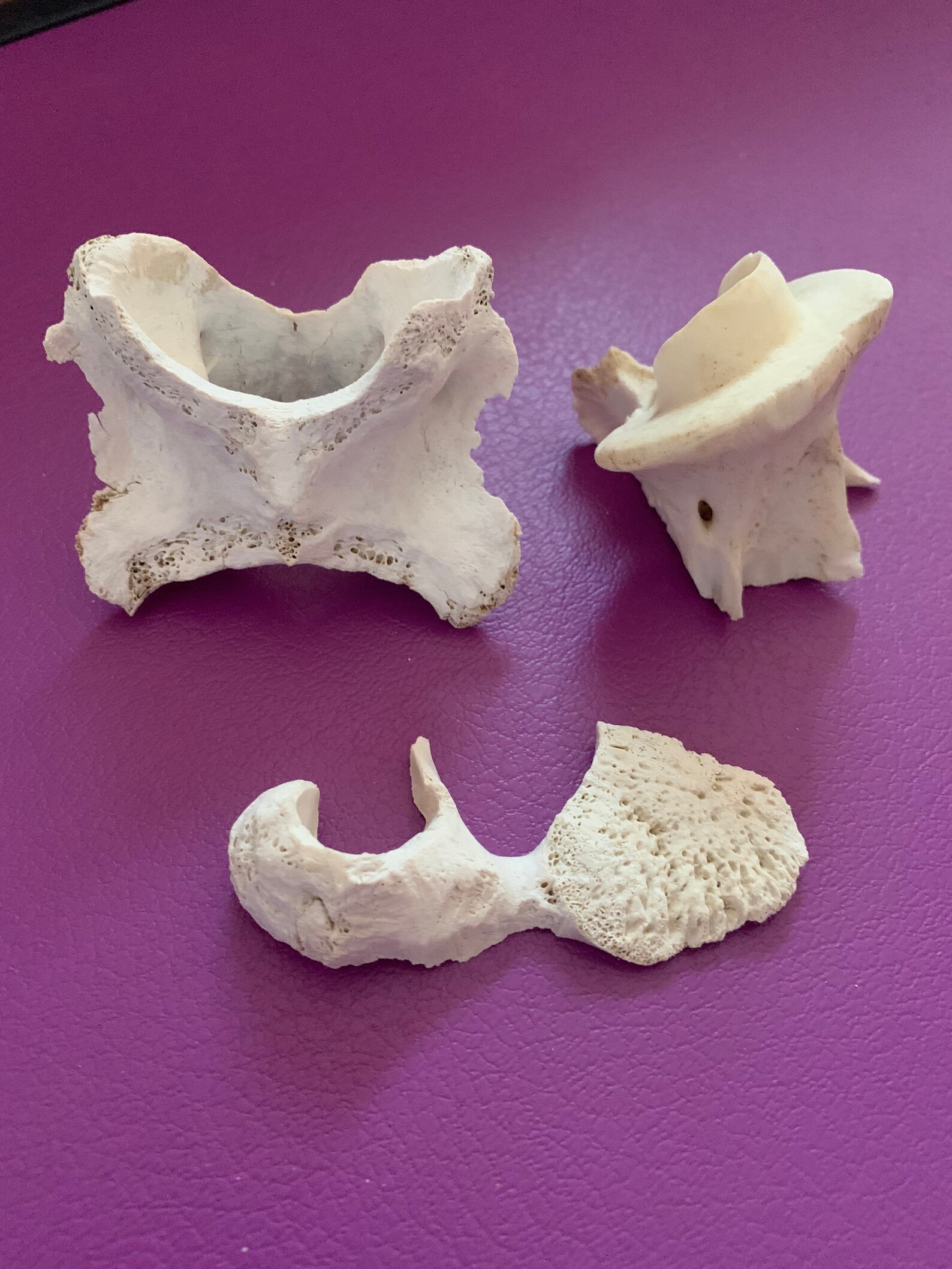 Three Deer Vertebrae Pieces: Real Cruelty Free Animal Bone - Etsy