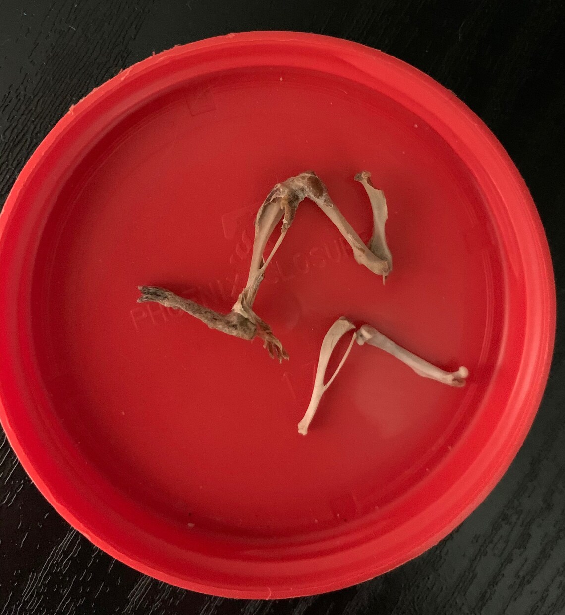 Skeletal Mouse Leg Matching Leg Bones: Real Cruelty Free Animal Bones ...