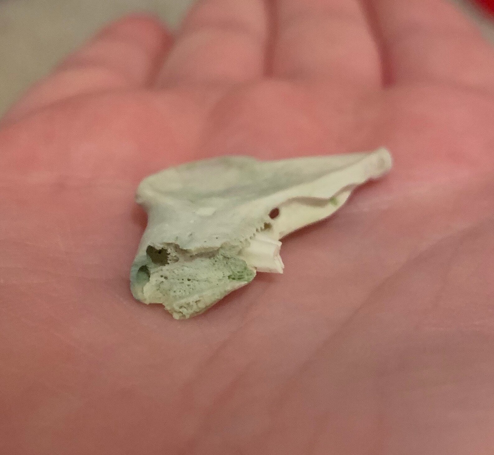 Rabbit Jaw Piece: Small Bunny Jaw Bone With Two Teeth - Etsy