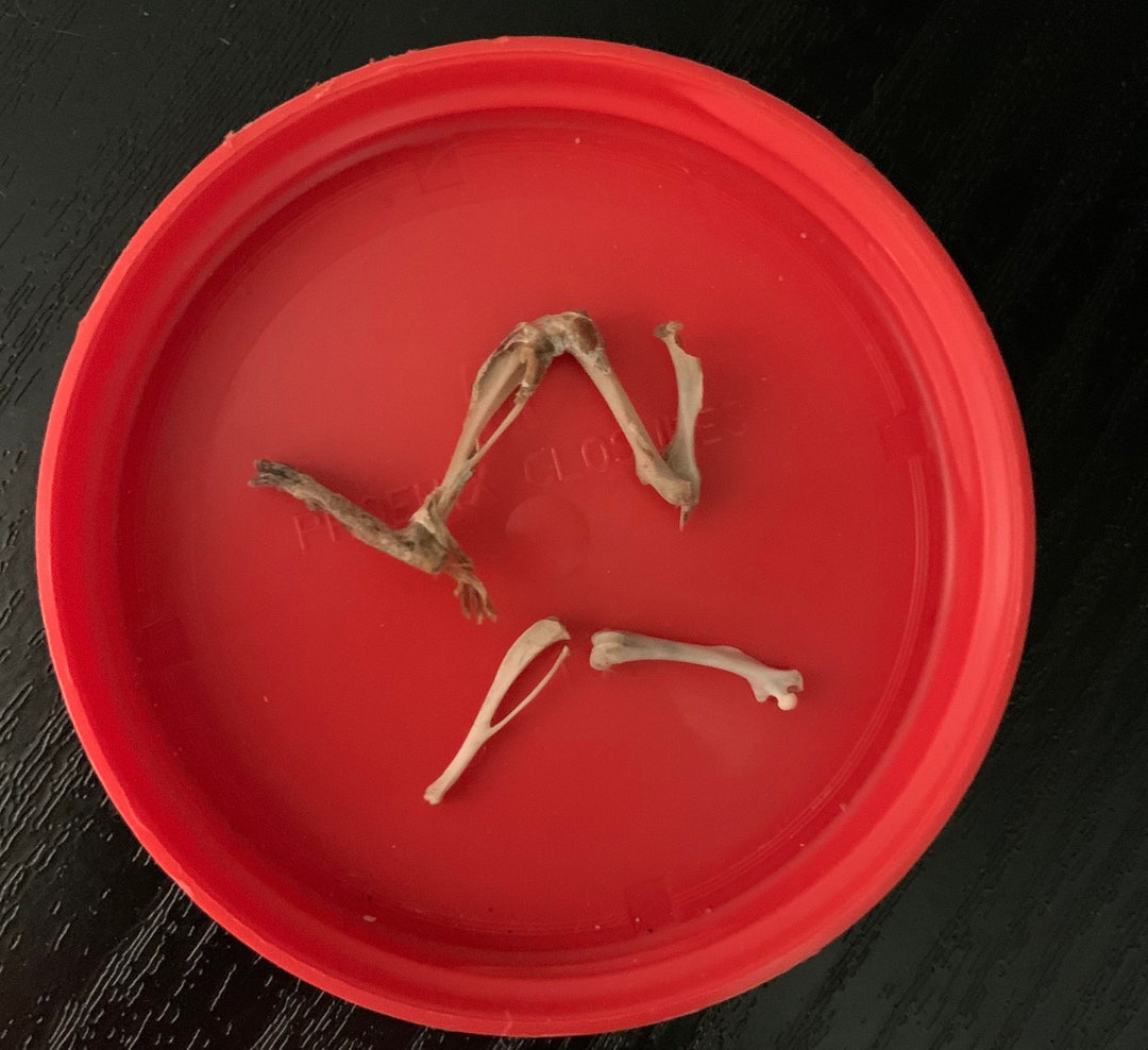 Skeletal Mouse Leg + Matching Leg Bones: Real Cruelty Free Animal Bones ...
