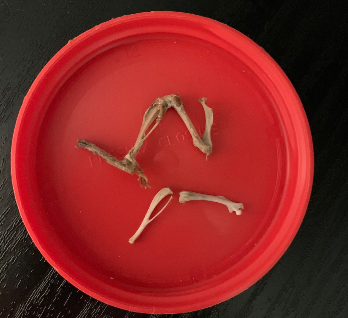 Skeletal Mouse Leg Matching Leg Bones: Real Cruelty Free Animal Bones ...