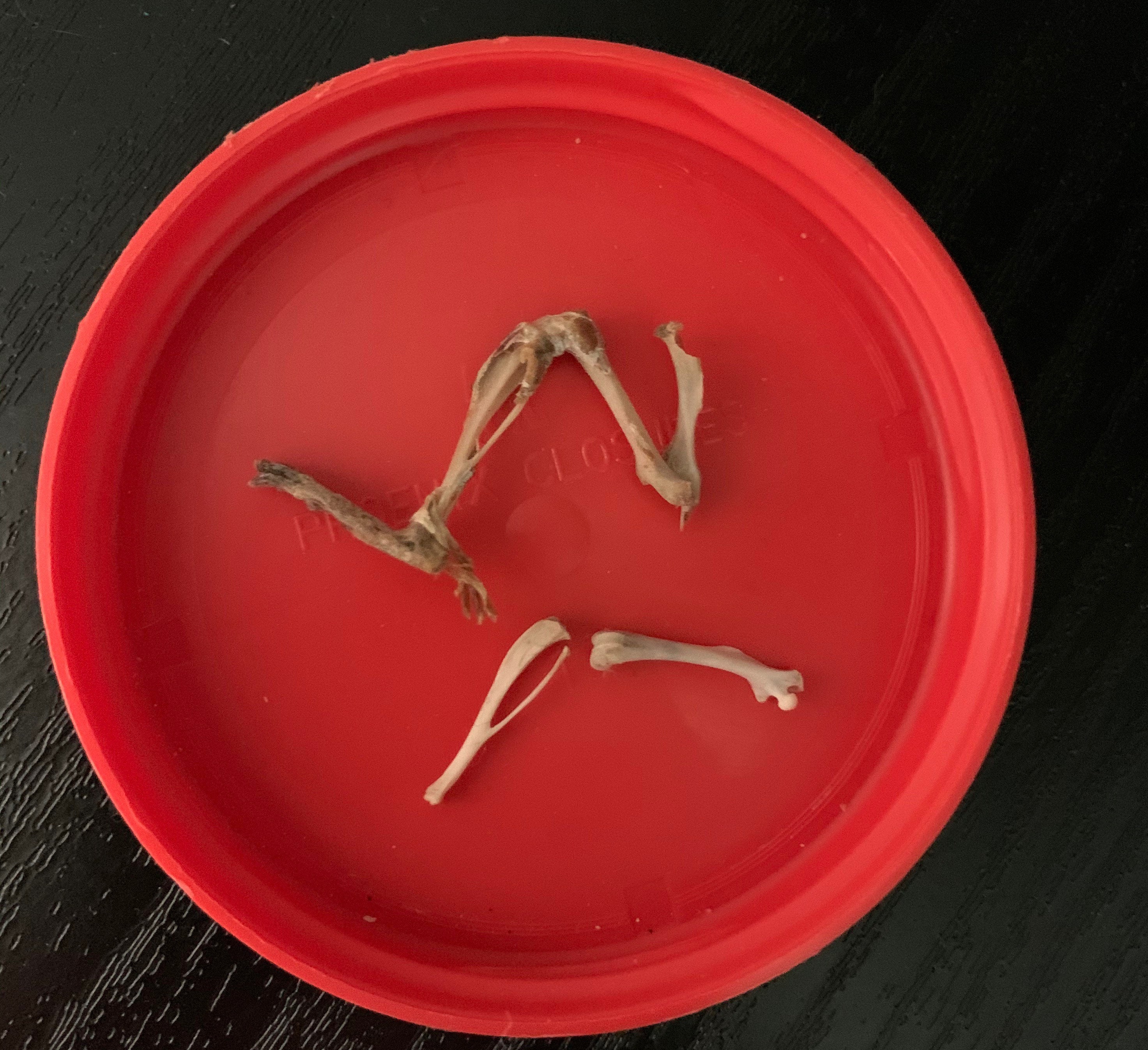 Real Mouse Leg Bones: Cruelty-free Skeletal Specimen - Etsy Canada