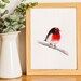 Red Capped Robin Watercolor Art Print. Beautiful Red Bird Illustration ...