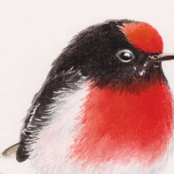 Red Capped Robin Watercolor Art Print. Beautiful Red Bird - Etsy