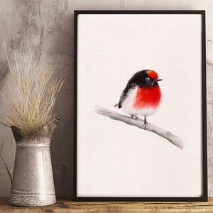 Red Capped Robin Watercolor Art Print. Beautiful Red Bird Illustration ...
