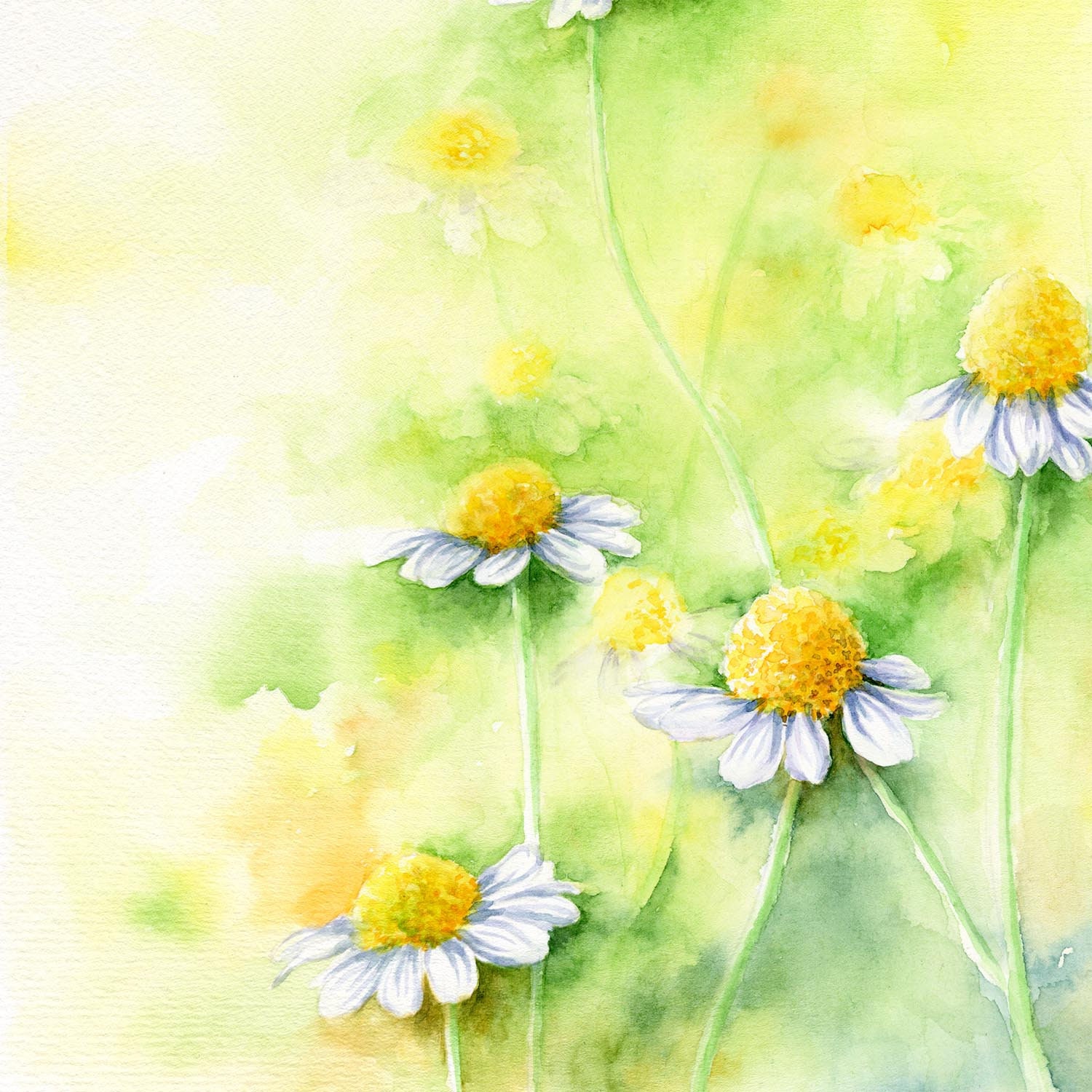 Chamomile Watercolor Art Print. Floral Theme. Garden Plant. Botanical ...