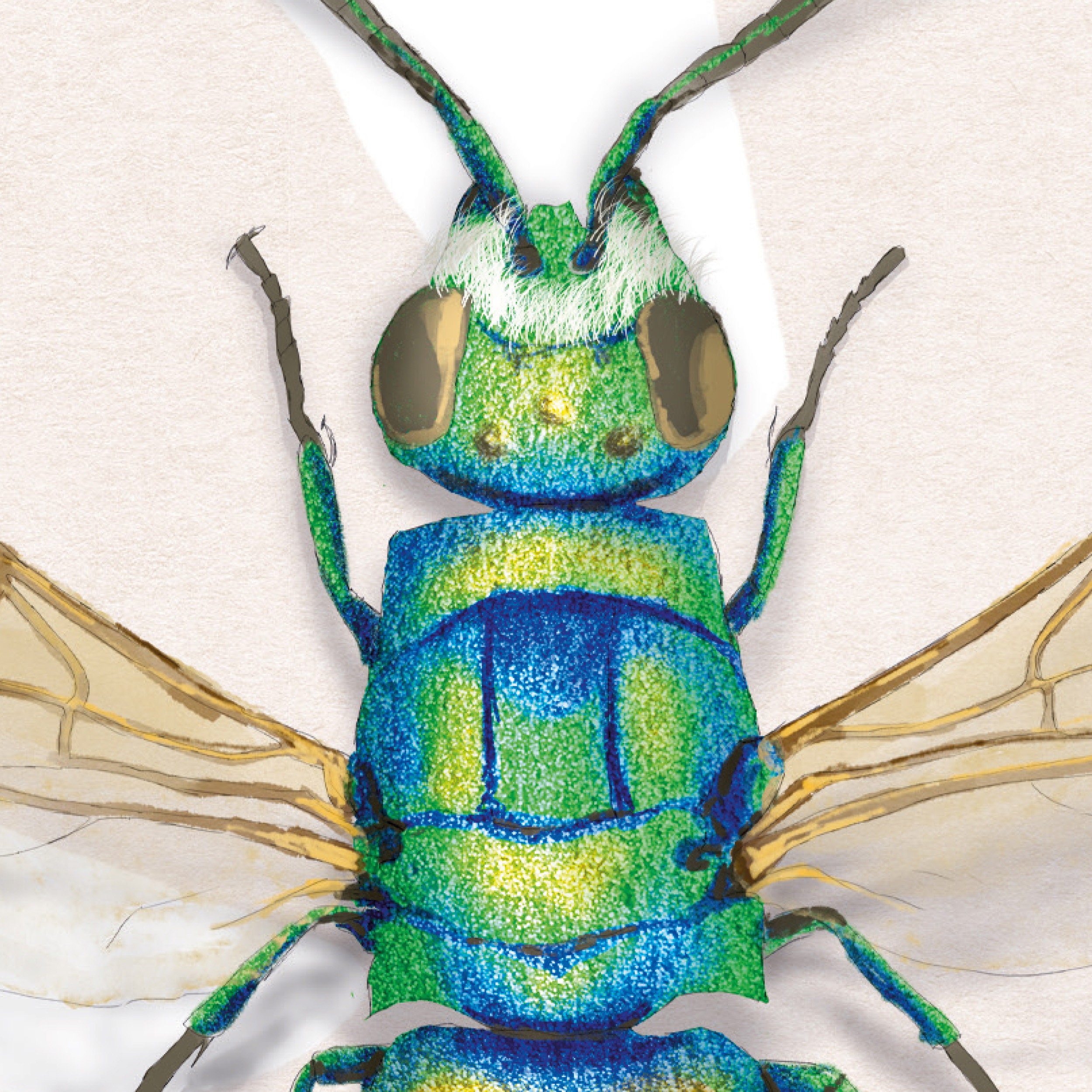 Double Glass Picture Frame Gold Wasp Vintage Photo Frame | Etsy