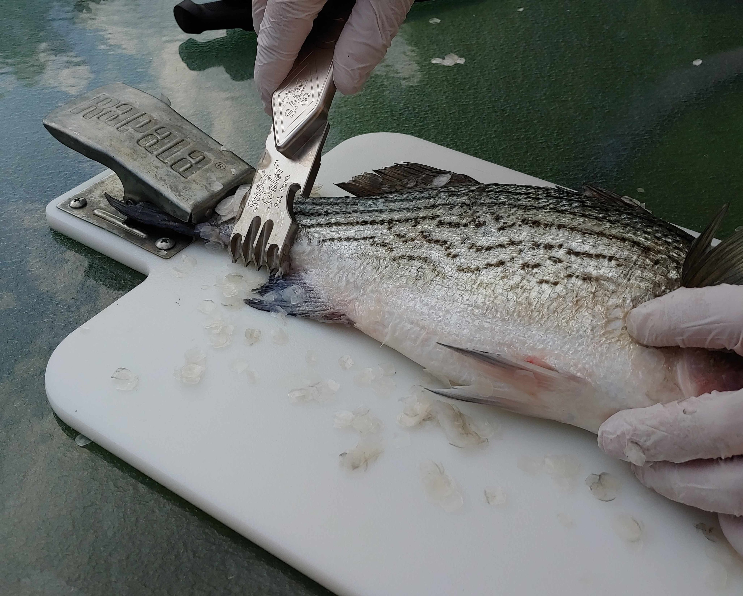 The Sage Co. super Scaler Commercial Grade Fish Scaler / Faster Fish ...