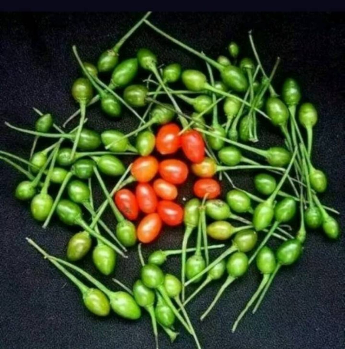 CHILE PEQUIN 100 Seeds Piquin Chiltepin Tepequin De milpa 100 | Etsy