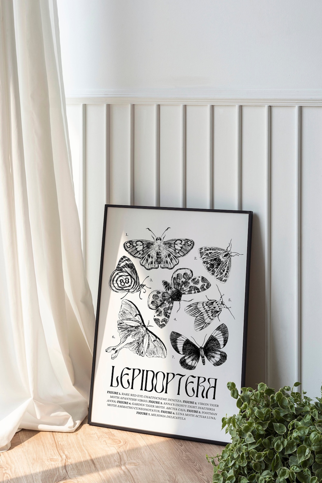 Moth and Butterfly Poster, Lepidoptera Poster, Insect Poster - Etsy