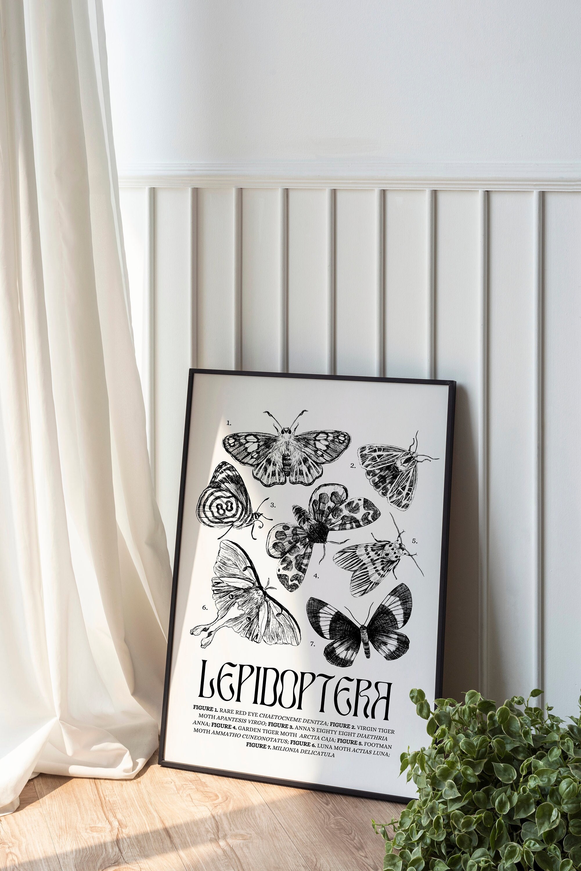 Moth and Butterfly Poster, Lepidoptera Poster, Insect Poster - Etsy