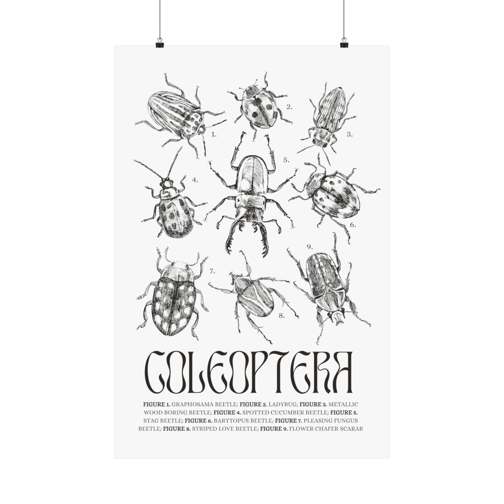 Beetle Poster, Coleoptera Poster, Insect Poster, Beetle Scientific ...