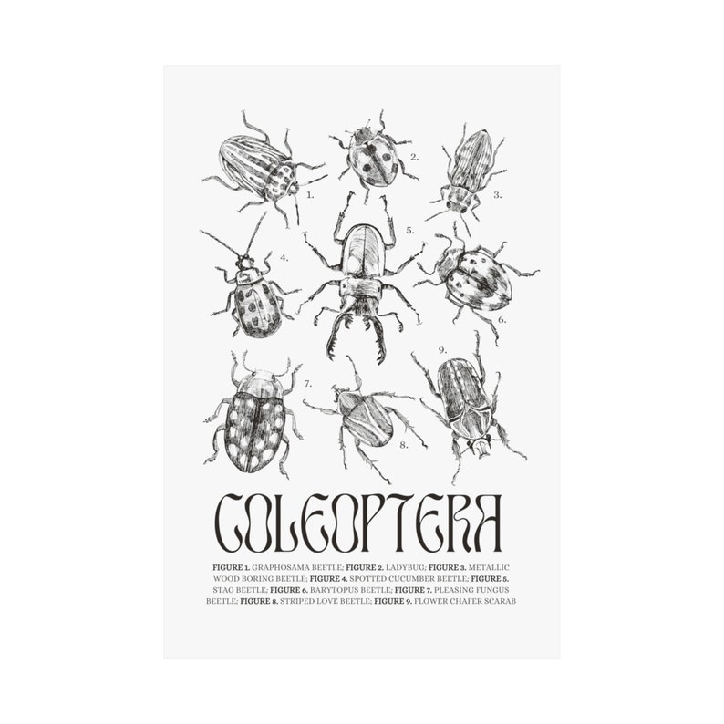 Beetle Poster, Coleoptera Poster, Insect Poster, Beetle Scientific ...