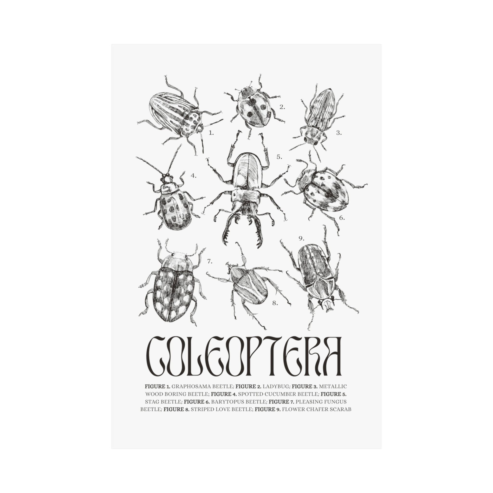Beetle Poster, Coleoptera Poster, Insect Poster, Beetle Scientific ...